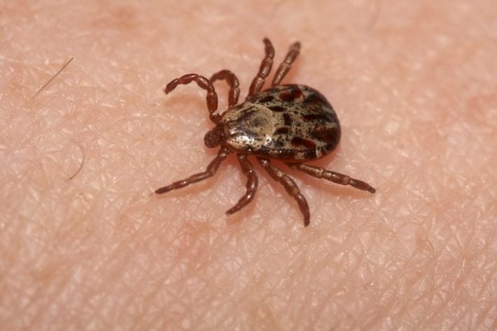 What To Do After Removing Tick Embedded In Skin? - Health News Hub