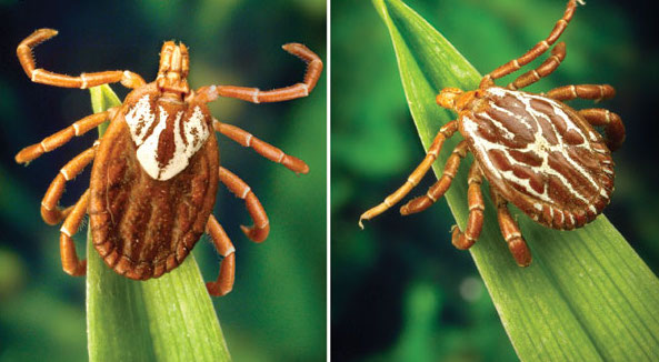 Know Your Ticks: These Can Get You Sick | Hartford HealthCare | CT