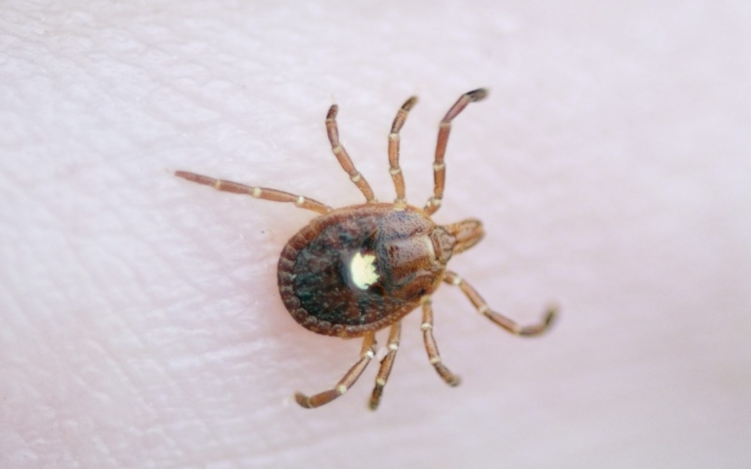 Know Your Ticks: These Can Get You Sick - Health News Hub