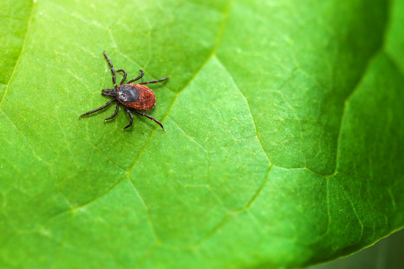 Springtime Tick Guide: Bite Prevention, Management and Treatment ...