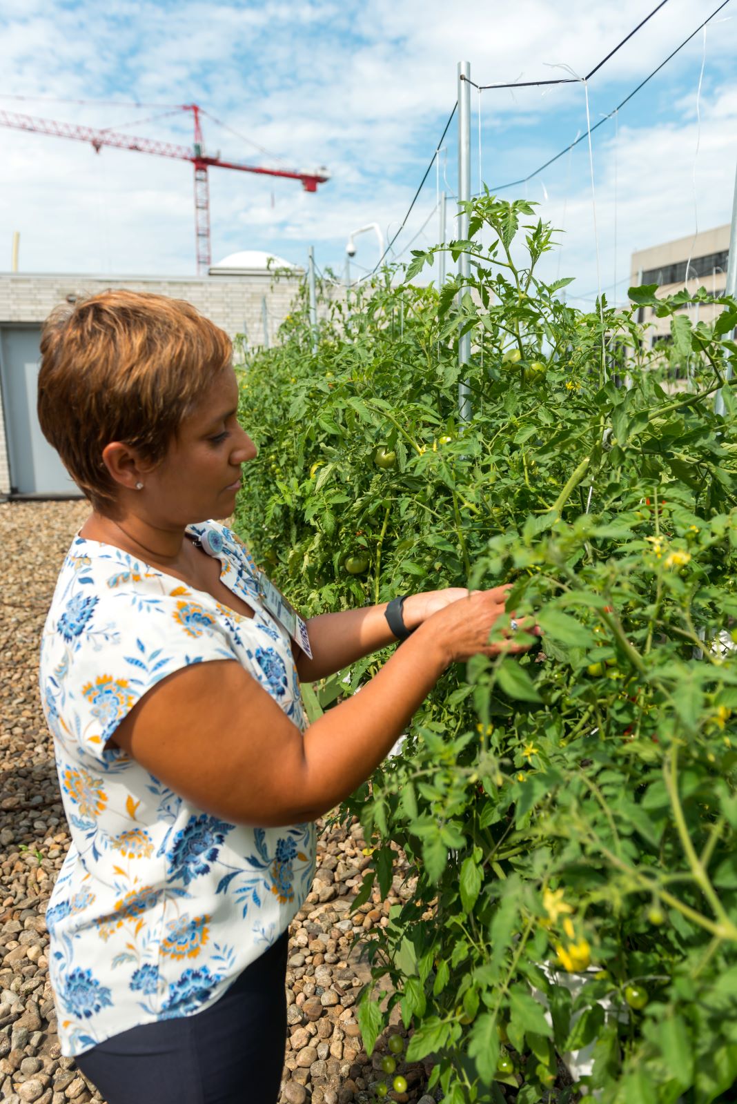 Hydroponic Garden Provides Nourishment for Patients | St. Vincent's ...
