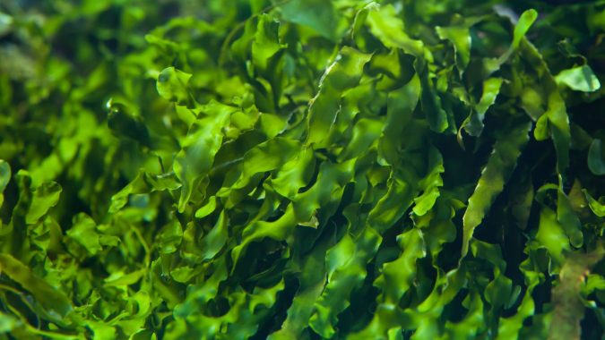 Can Seaweed Help With Weight Loss? - Health News Hub
